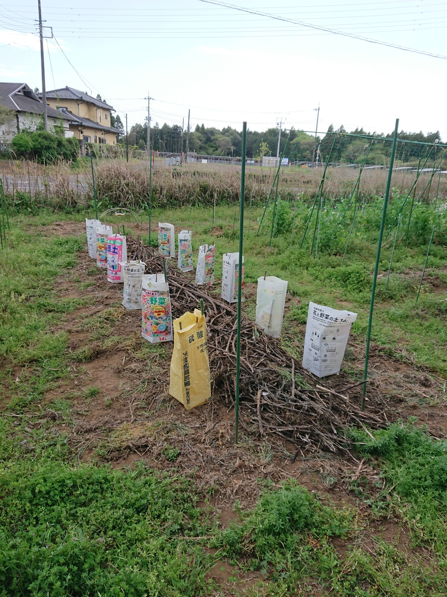 カボチャにアンドン: 霞南の野菜畑 vegekana （栽培の記録）